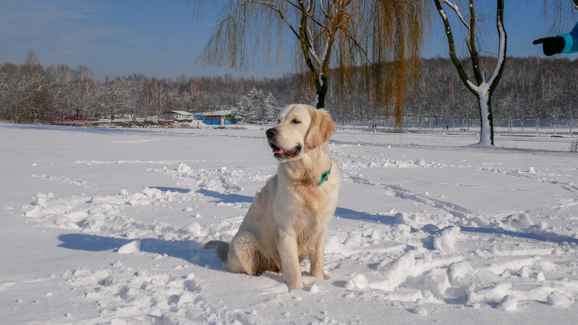 Międzynarodowy Dzień Golden Retrievera
