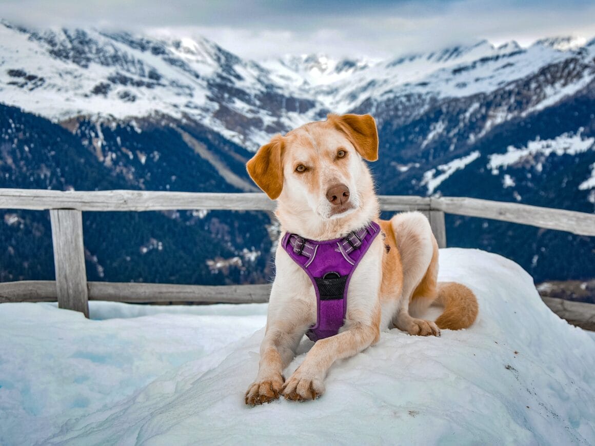 Czarna kupa u psa: przyczyny, skutki i leczenie