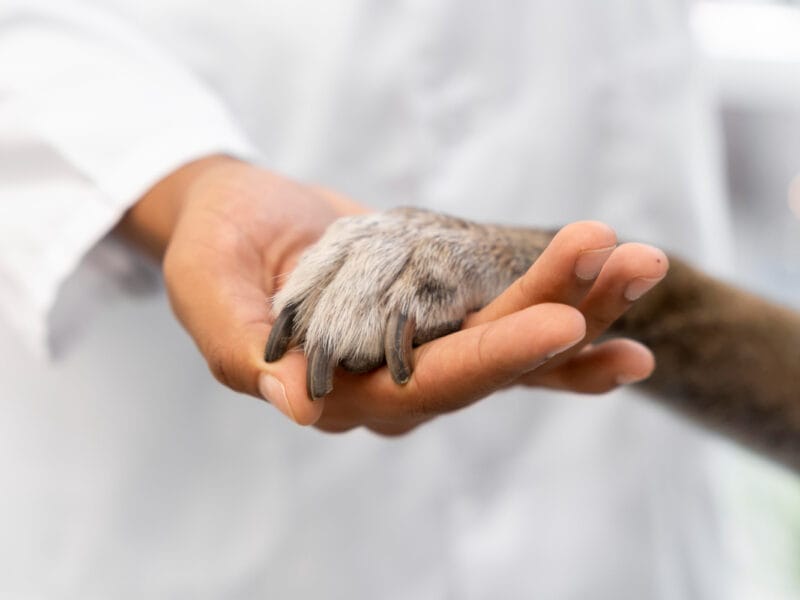 Czarna kupa u psa: przyczyny, skutki i leczenie