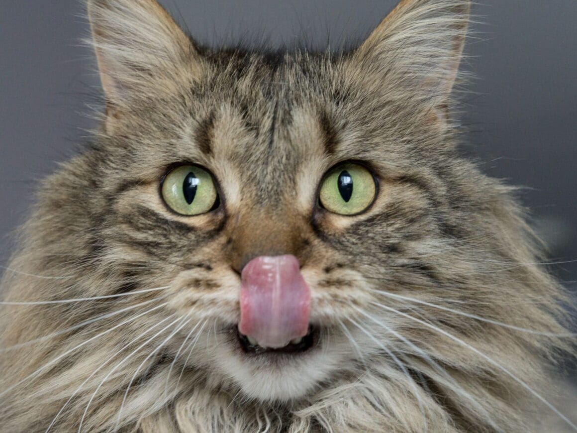 Ile żyć ma kot: 7 czy 9 żyć?