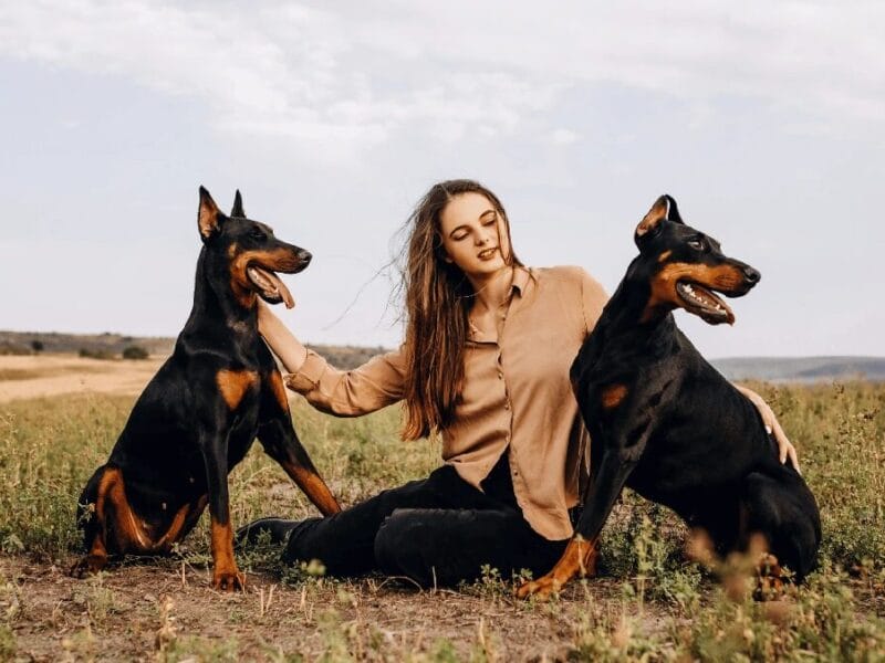 Czarna kupa u psa: przyczyny, skutki i leczenie